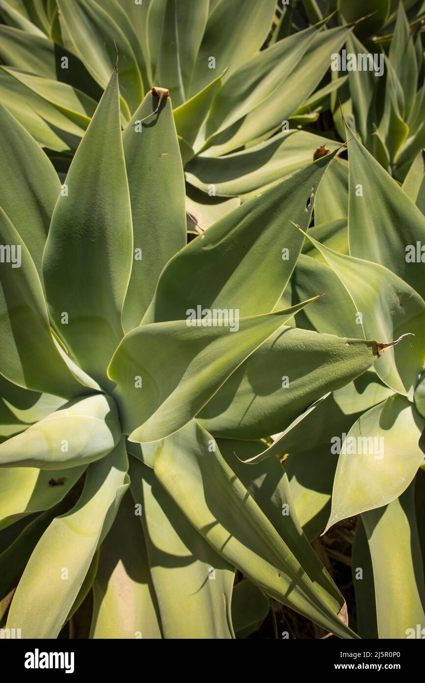 Agave leaves hi-res stock photography and images - Alamy