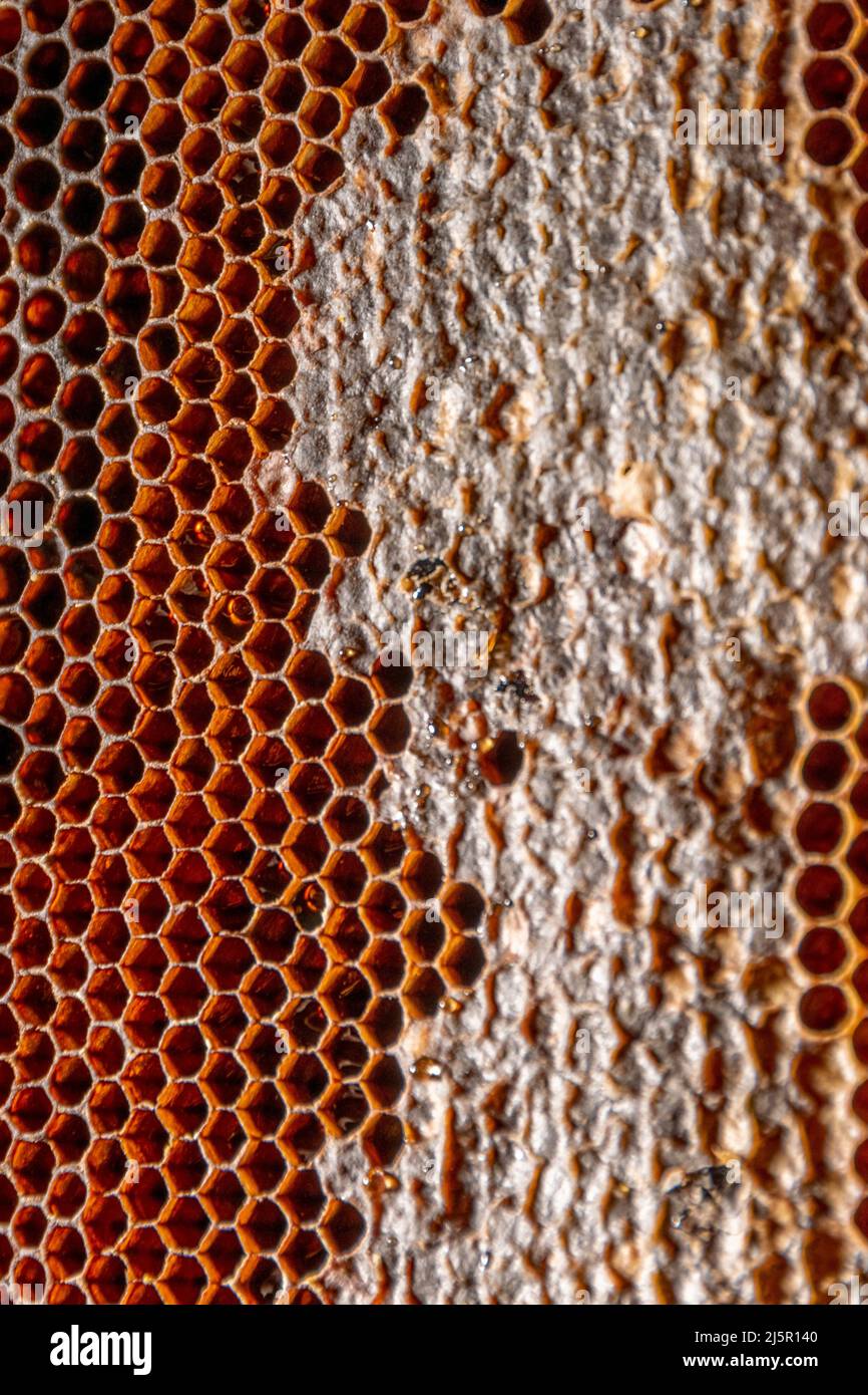 Honeycomb pattern symmetry hi-res stock photography and images - Alamy
