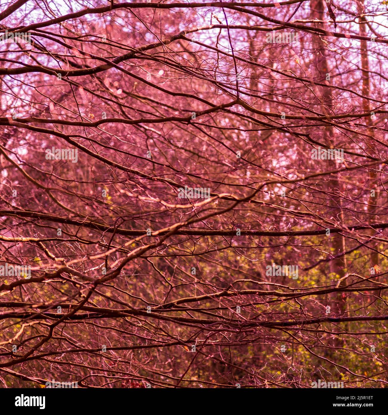 Horizontal branches appearing to block the way forward Stock Photo - Alamy