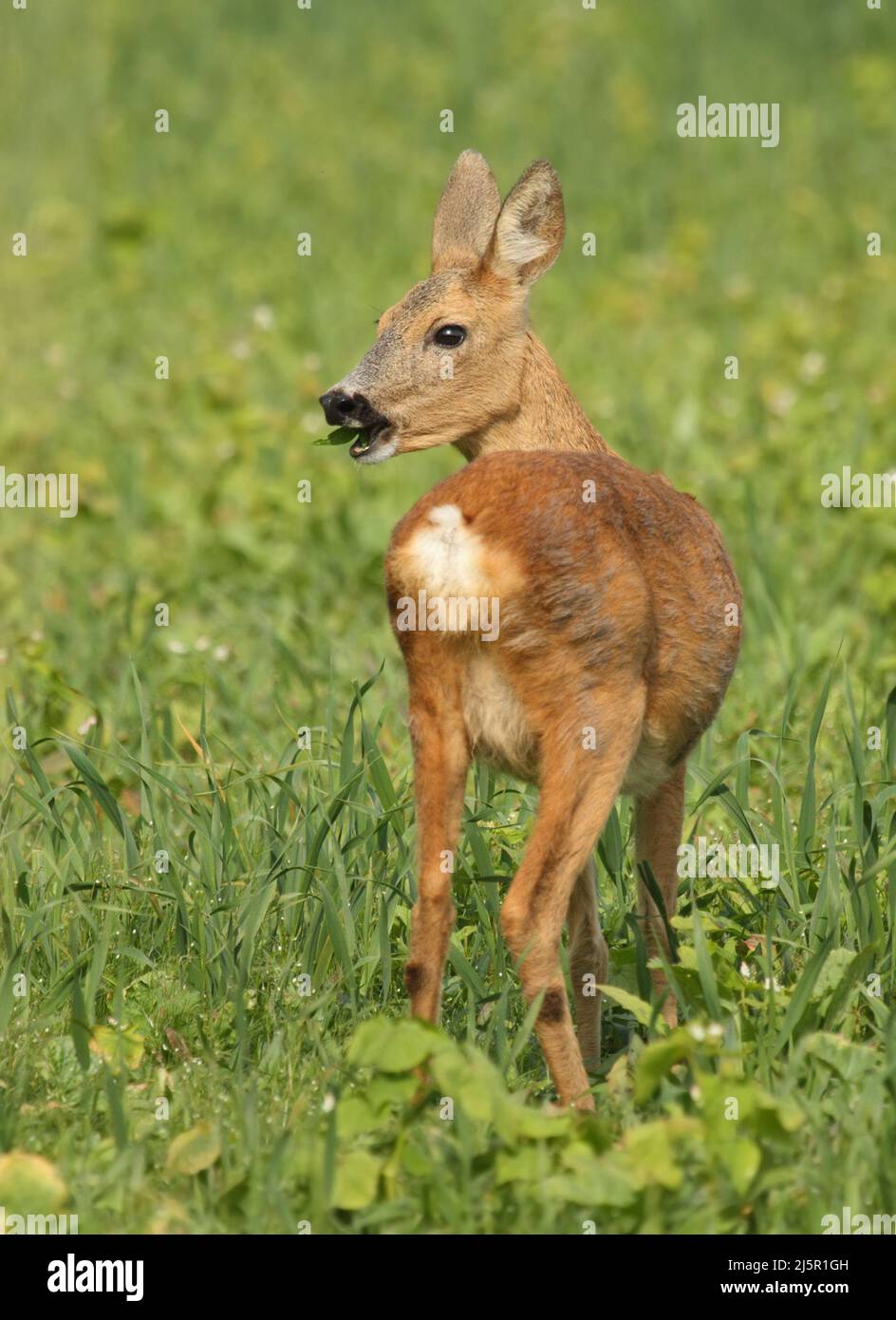 Roe deer doe, Capreolus capreolus, Young Doe in meadow eating grass ...