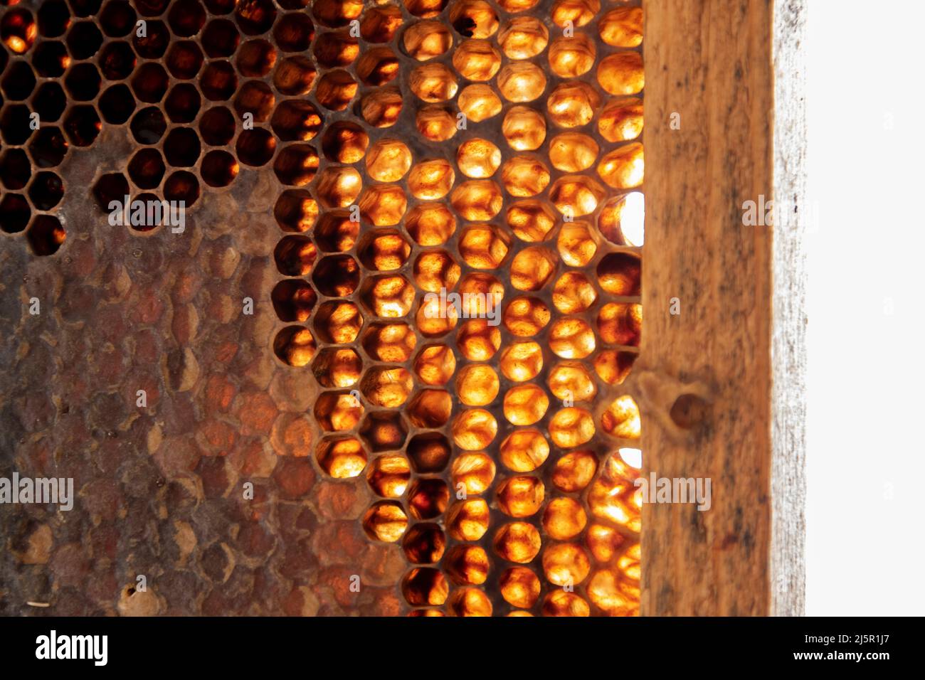 Honeycomb cell hi-res stock photography and images - Alamy