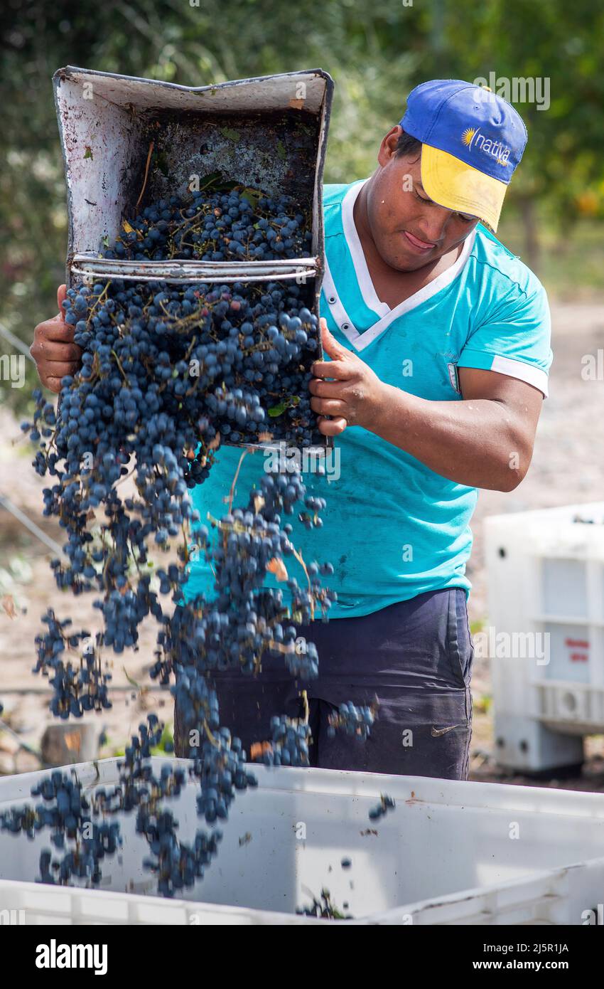 Grape pickers argentina hi-res stock photography and images - Alamy