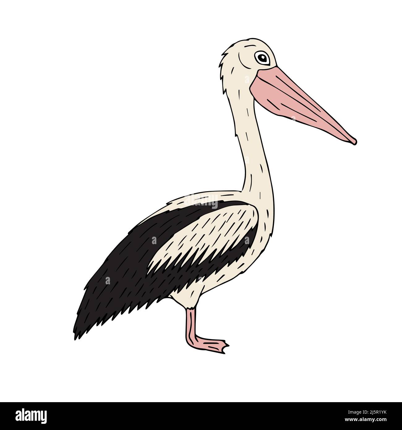 Vector hand drawn doodle sketch colored pelican isolated on white ...