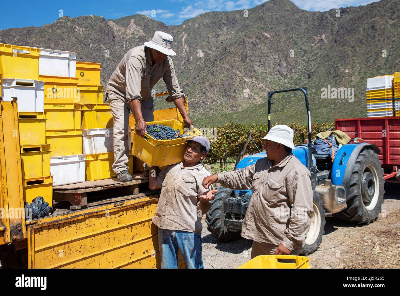 Argentina, Cabernet-Sauvignon grapes are being picket in the vinyard of ...