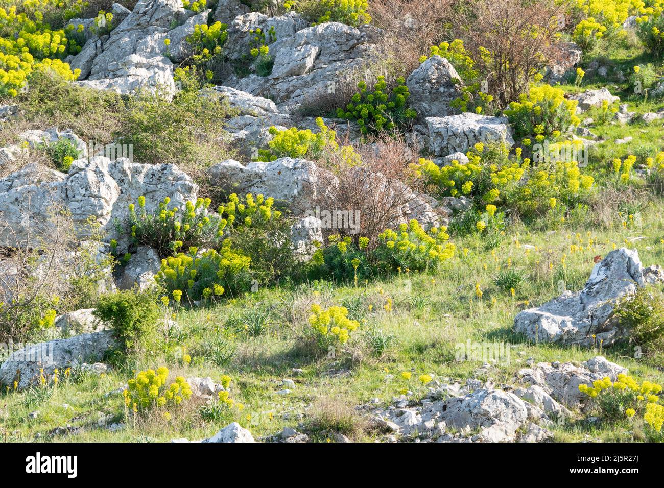 Wild nature view, scenic country landscape Stock Photo - Alamy