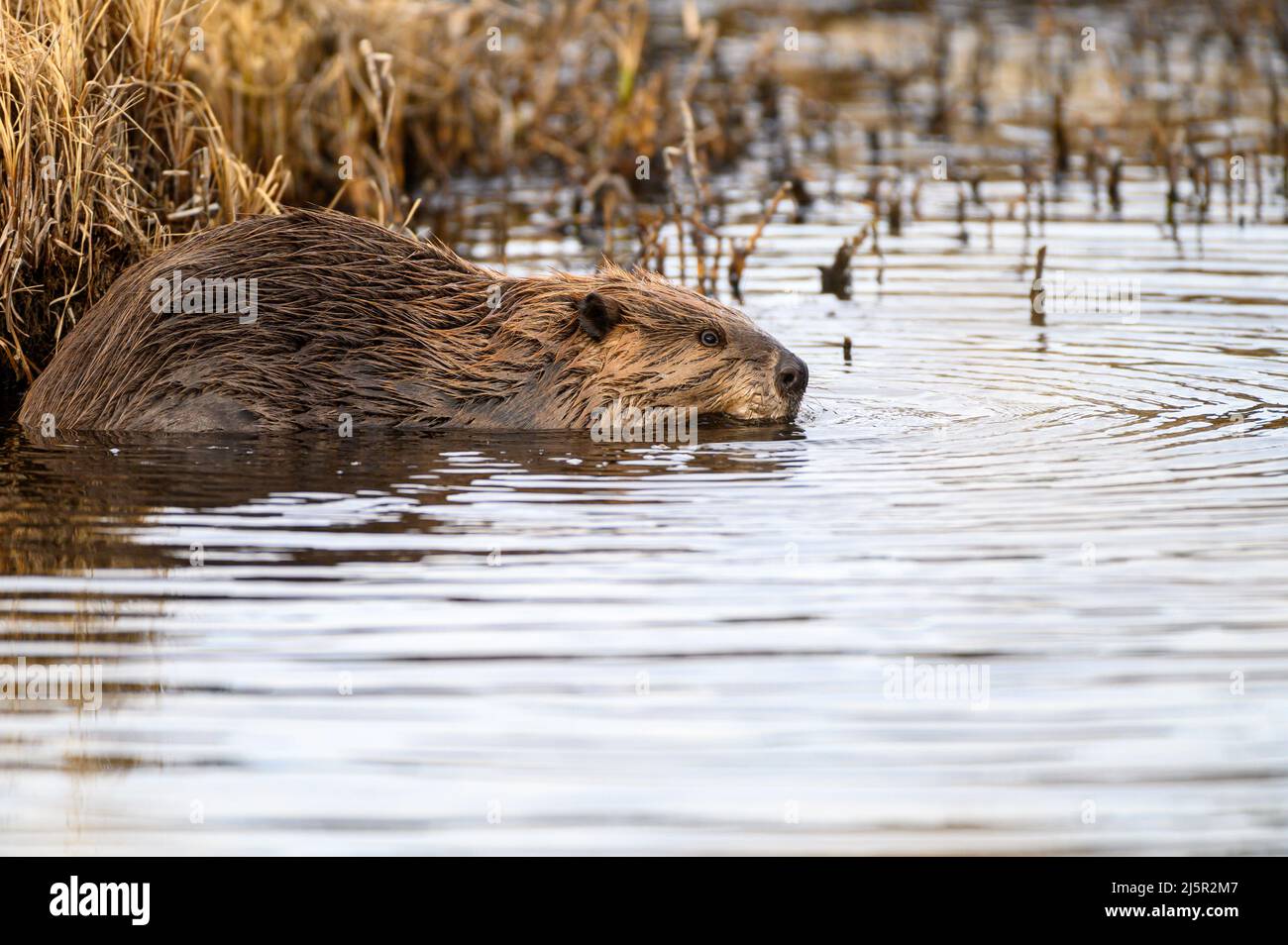 a large beaver in beaver pond Stock Photo - Alamy