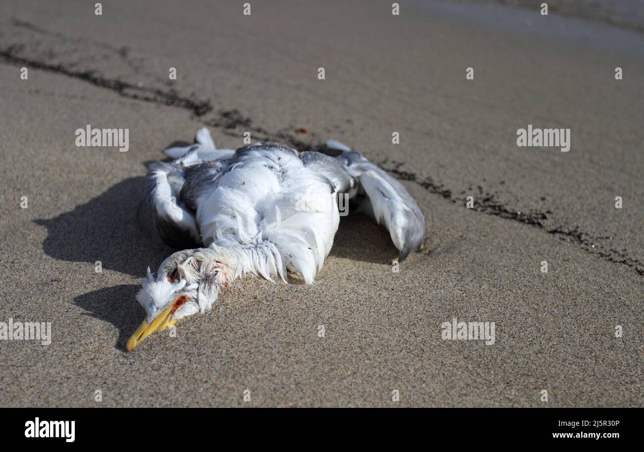 Dead seagull on lying on a sandy beach. Environmental disasters and ...