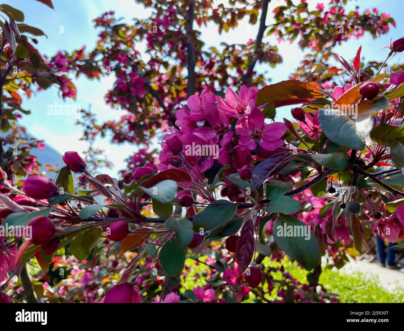Japanese crabapple tree hi-res stock photography and images - Alamy