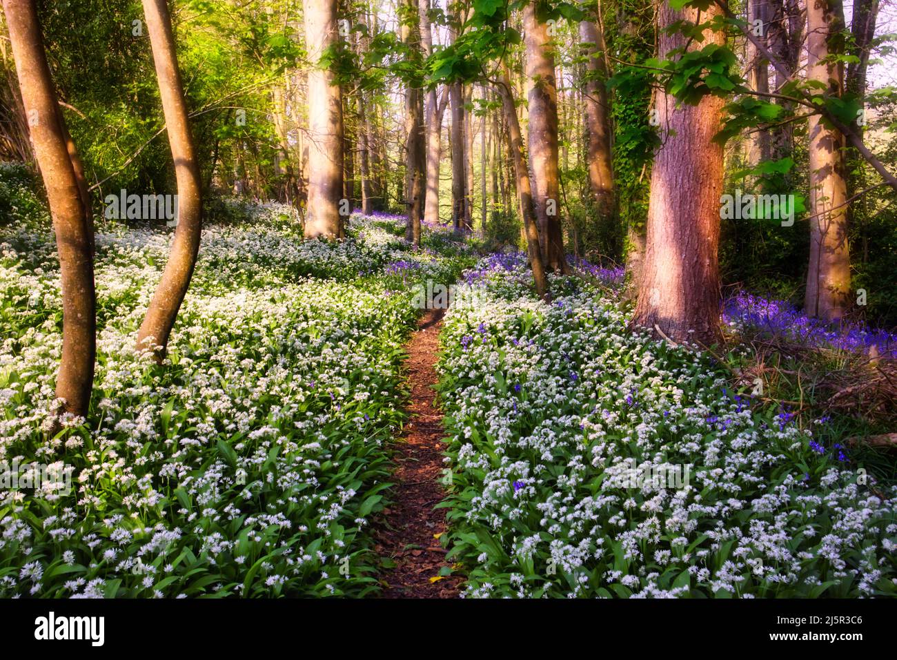 Mystical woods hi-res stock photography and images - Alamy