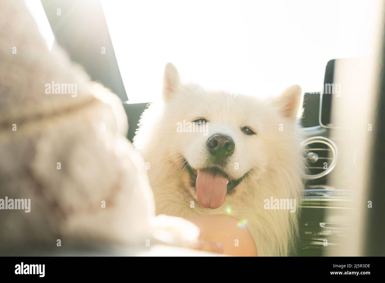 Cute Samoyed dog inside a modern car during a road trip at summer day ...