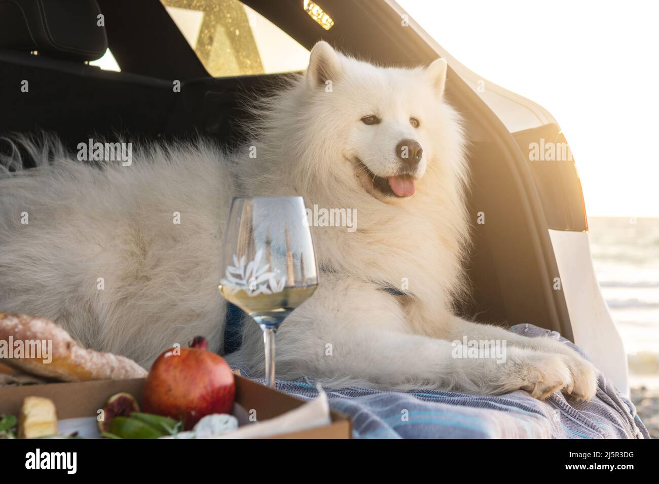 Samoyed dog inside hi-res stock photography and images - Alamy