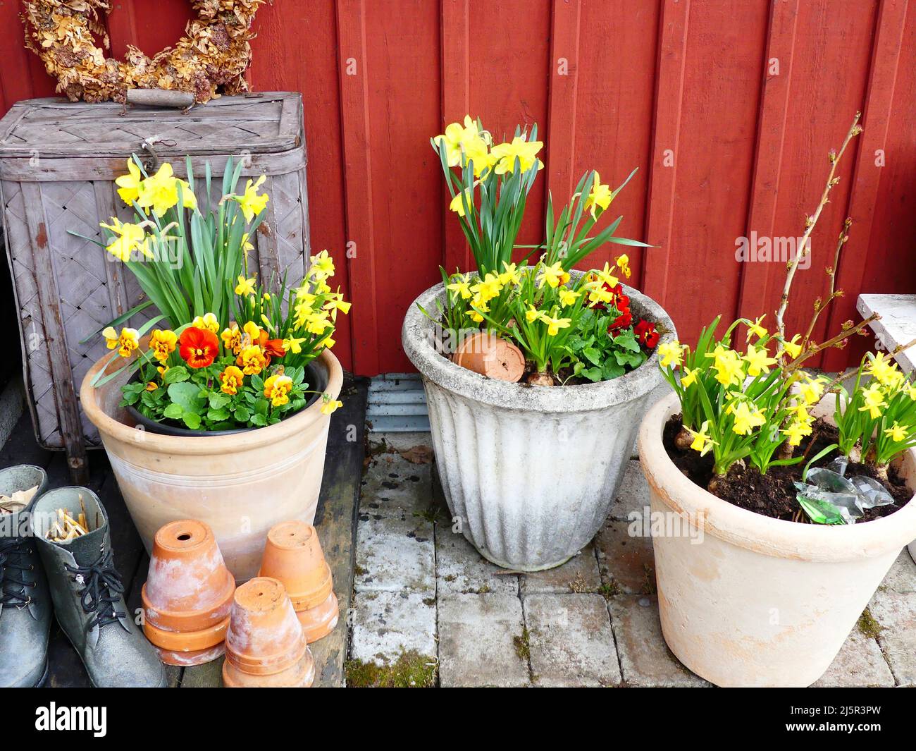 Spring flowers in a clay pots Stock Photo - Alamy