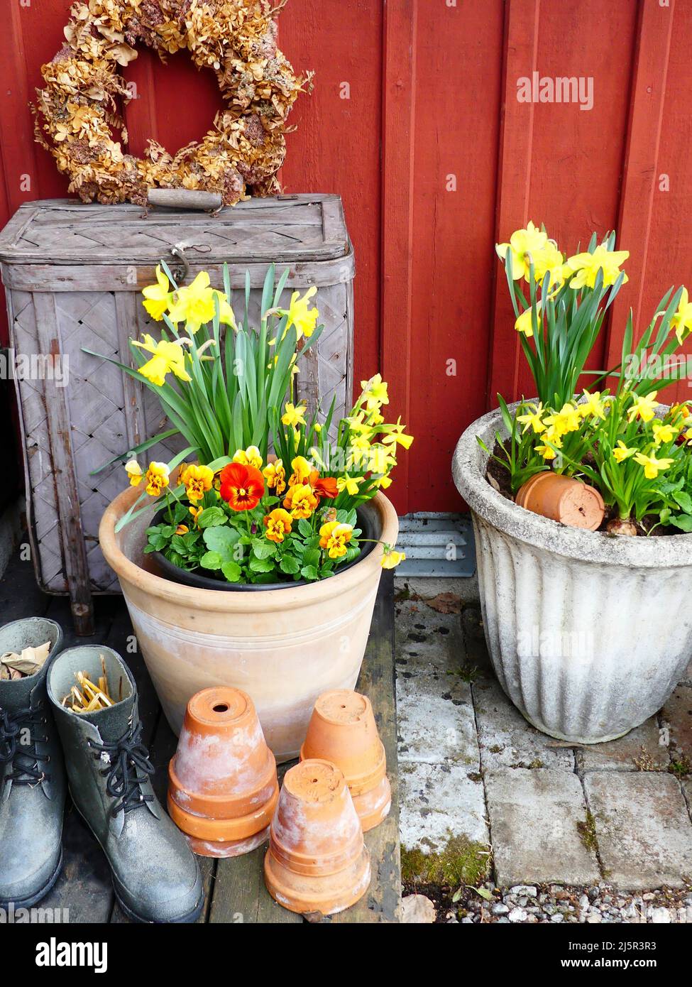 Spring flowers in a clay pots Stock Photo - Alamy