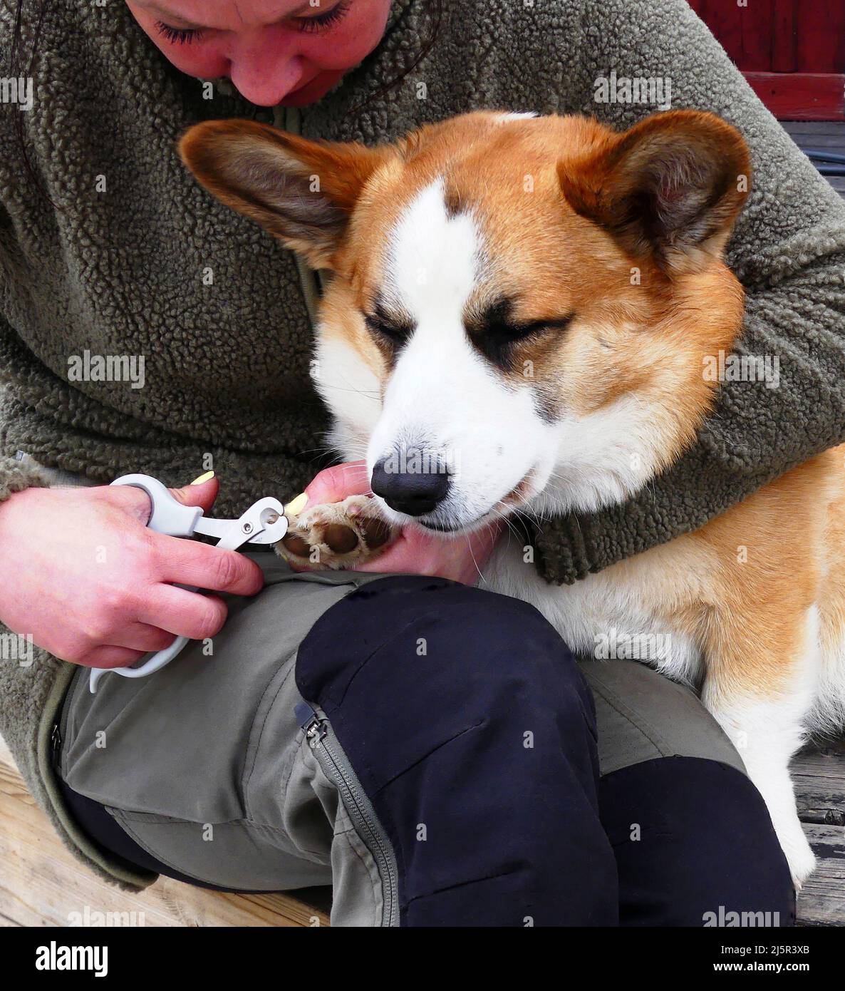 Sleeping corgi hi-res stock photography and images - Alamy