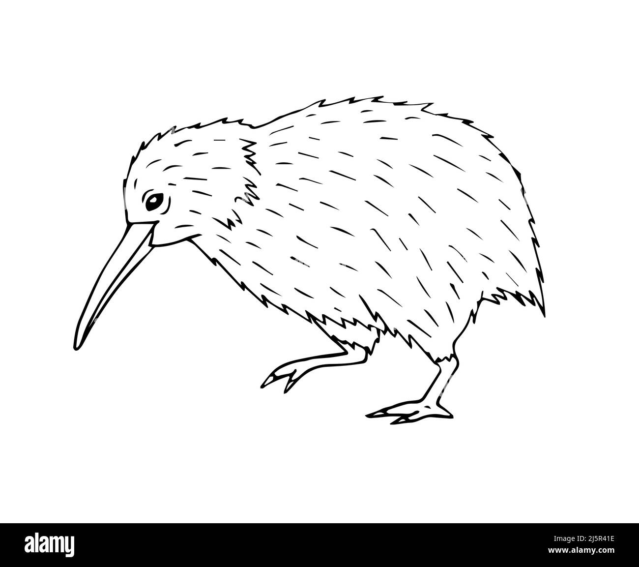 Vector hand drawn doodle sketch kiwi bird isolated on white background Stock Vector Image & Art ...