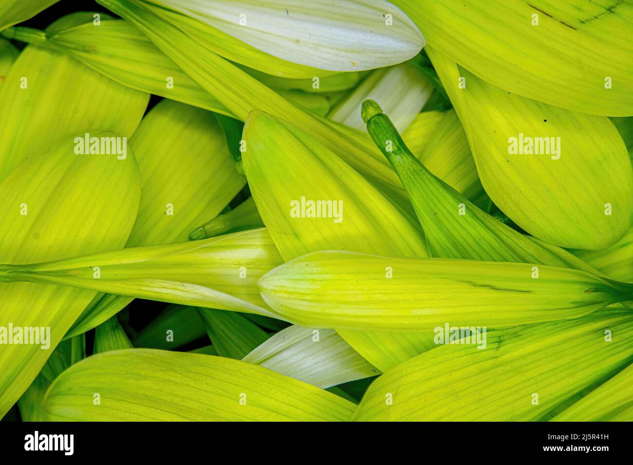 Brightly colored flower daisy pedals piled together Stock Photo - Alamy