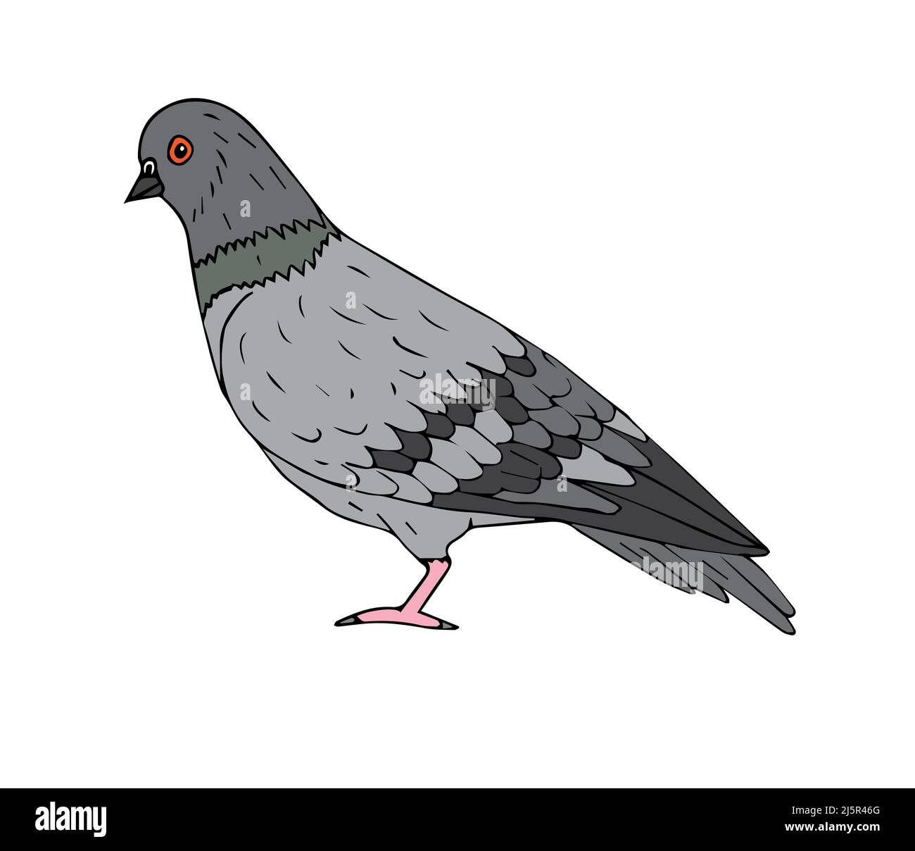 Carrier pigeon Cut Out Stock Images & Pictures - Alamy