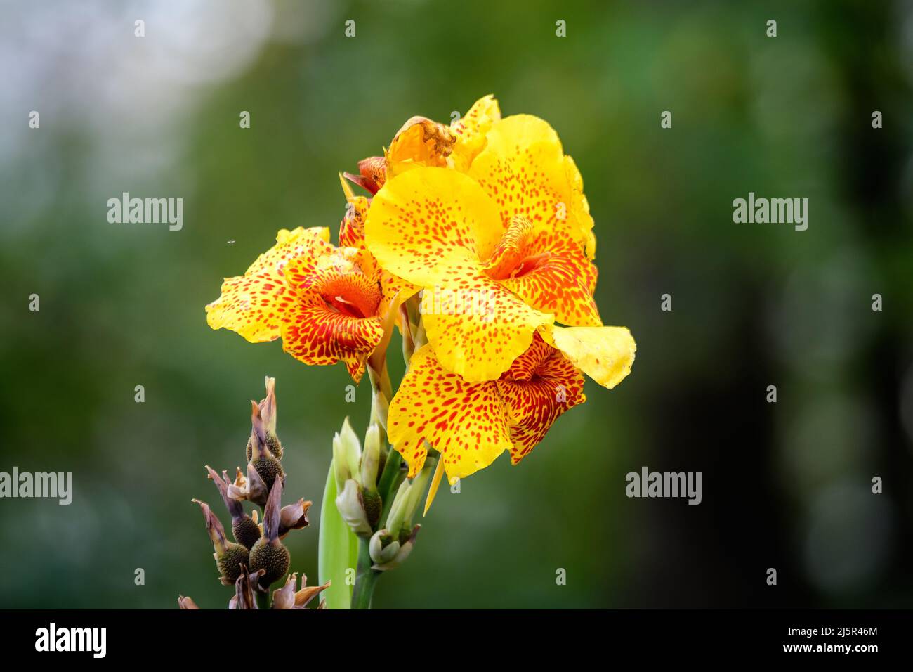 Vivid yellow flowers of Canna indica, commonly known as Indian shot ...