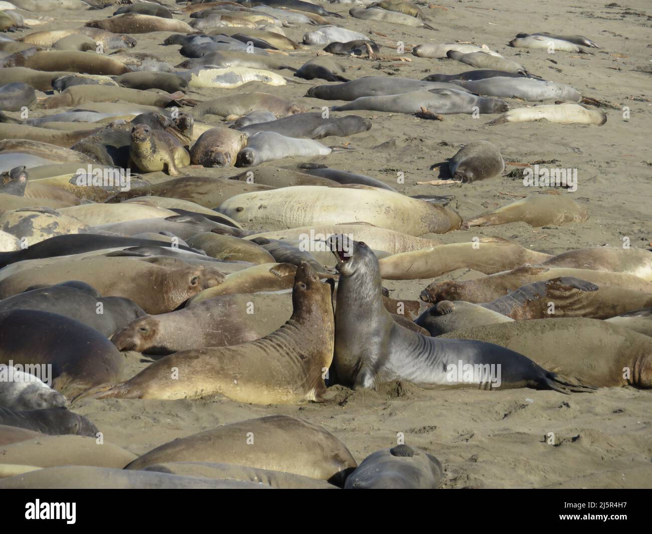 The northern elephant seal, Mirounga angustirostris, is an ...