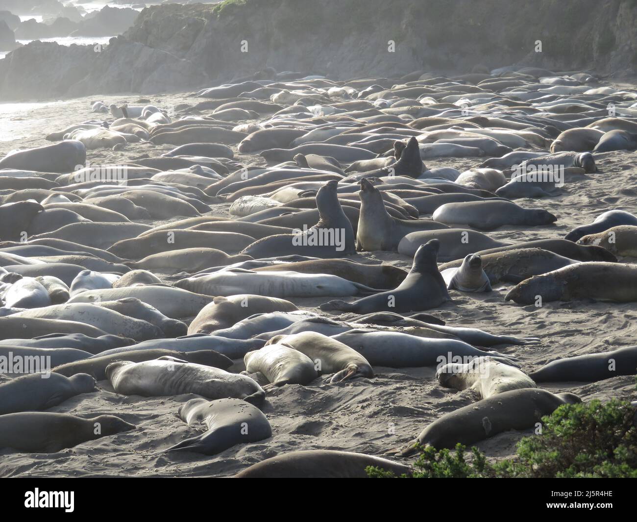 The northern elephant seal, Mirounga angustirostris, is an ...