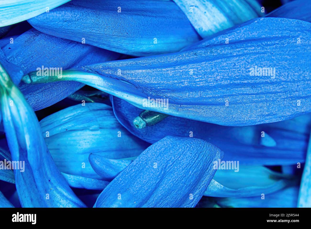 Brightly colored flower daisy pedals piled together Stock Photo - Alamy