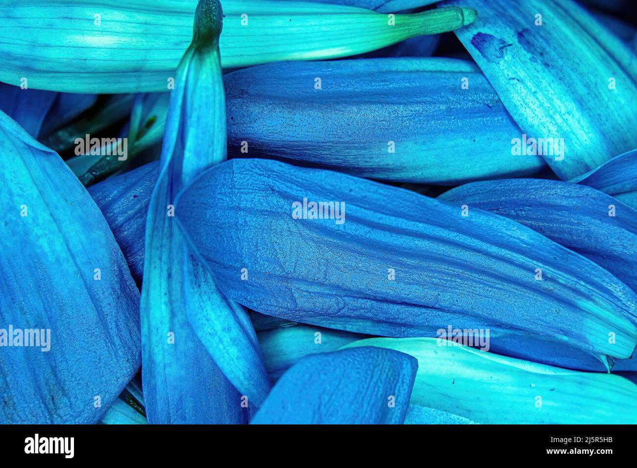 Brightly colored flower daisy pedals piled together Stock Photo - Alamy
