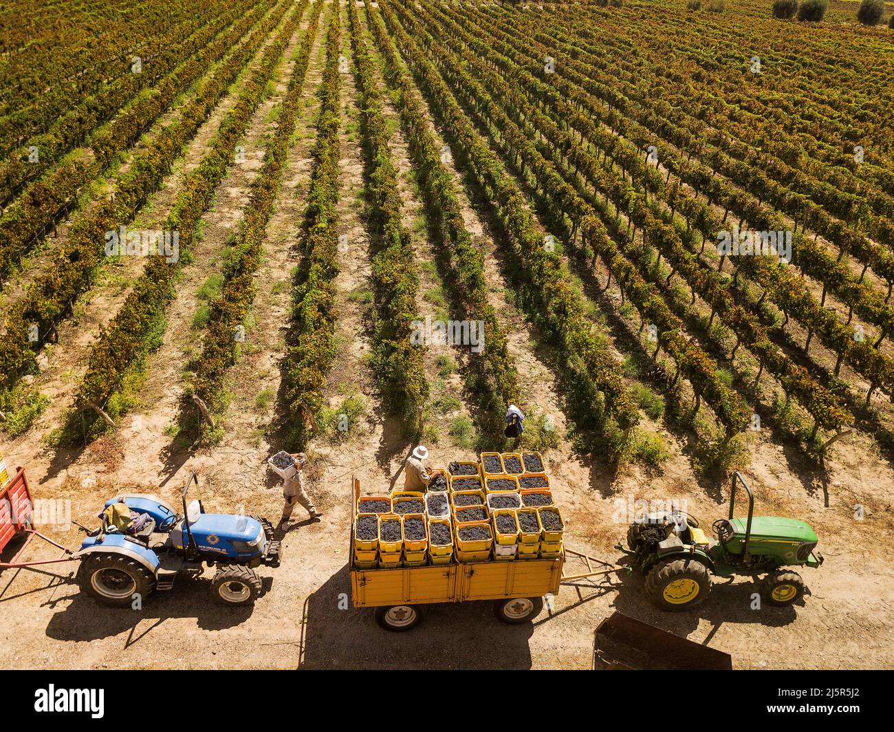 Argentina, Cabernet-Sauvignon grapes are being picket in the vinyard of ...