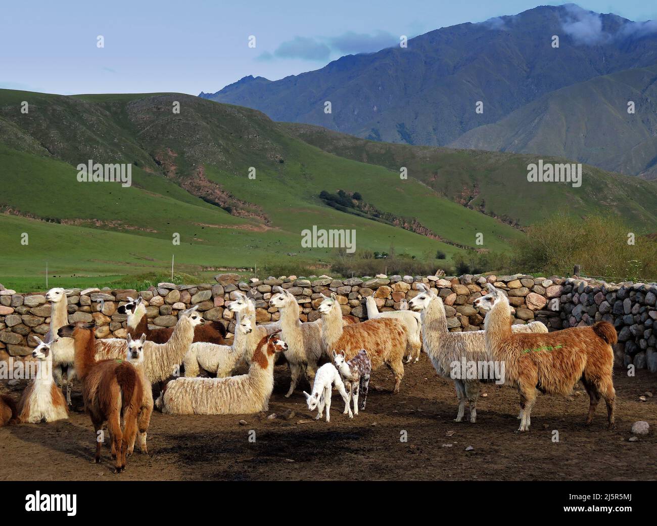 Argentina - Lamas on a farm in Tafi Del Valle - Tucuman Stock Photo - Alamy