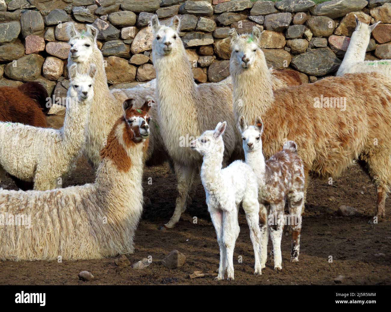 Argentina - Lamas on a farm in Tafi Del Valle - Tucuman Stock Photo - Alamy
