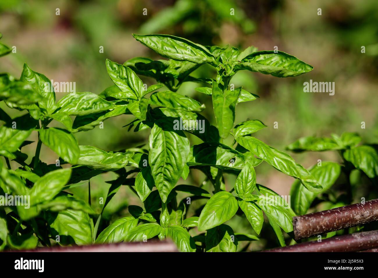 Many fresh green basil leaves and flowers in a sunny summer organic ...