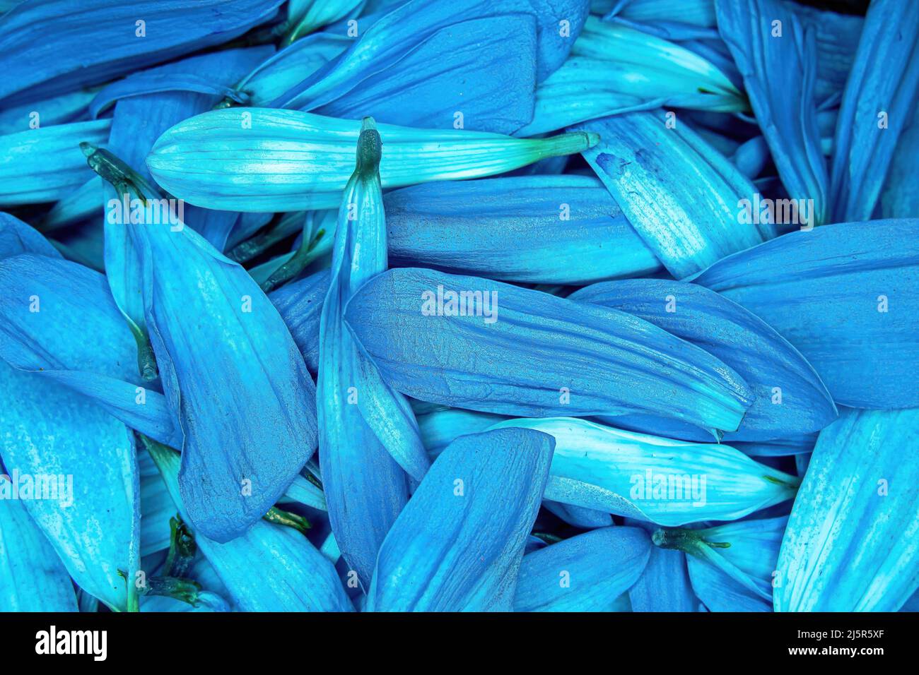 Brightly colored flower daisy pedals piled together Stock Photo - Alamy
