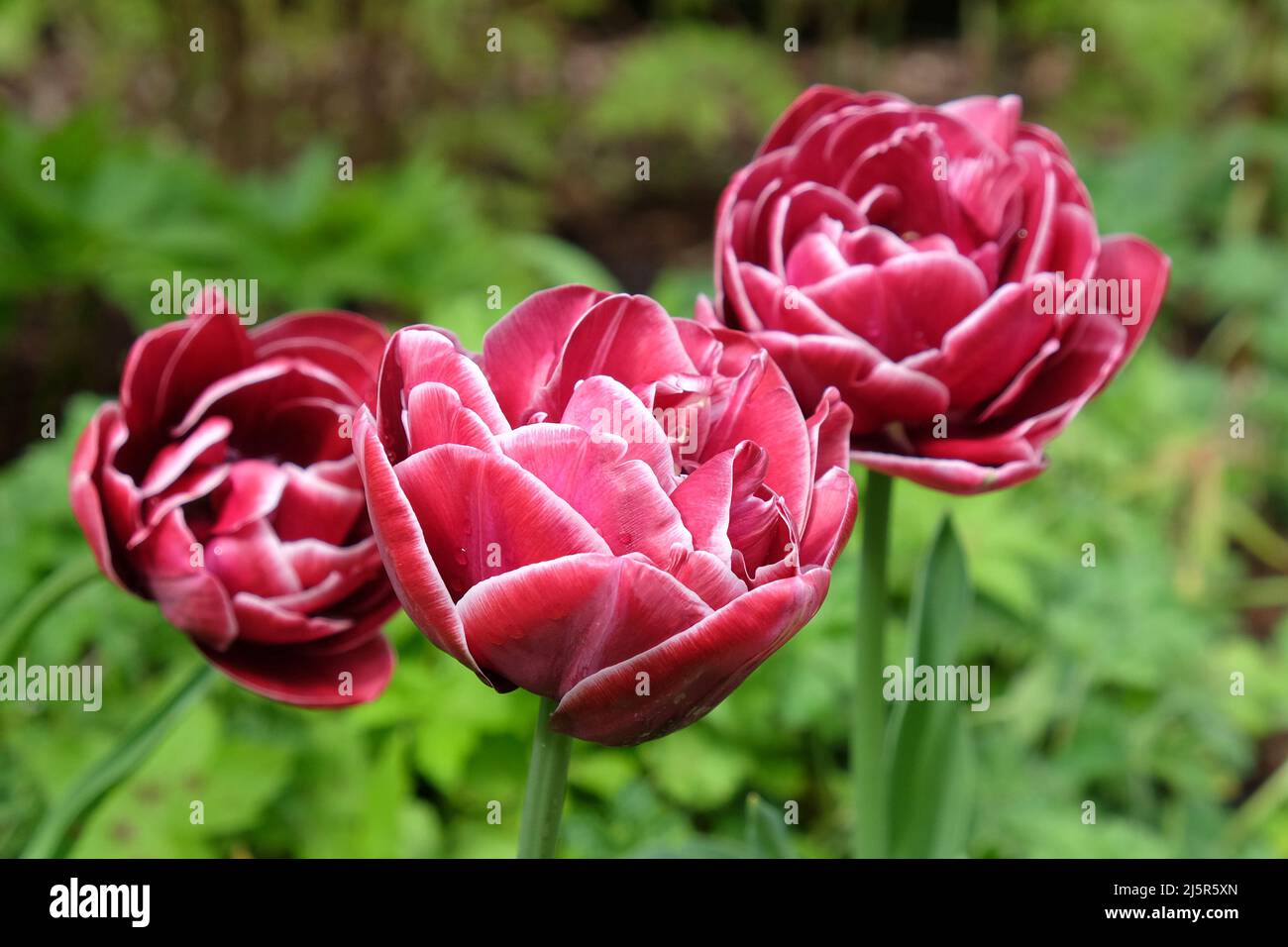 Double Tulip ÔDream TouchÕ in flower Stock Photo - Alamy