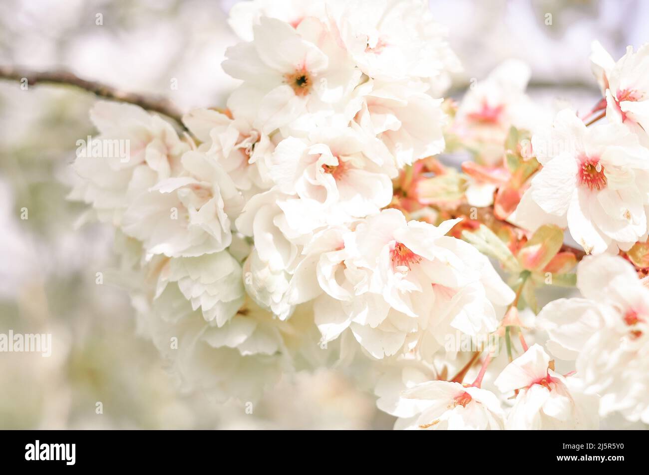 Blooming branch of apricot tree with white flowers Stock Photo - Alamy