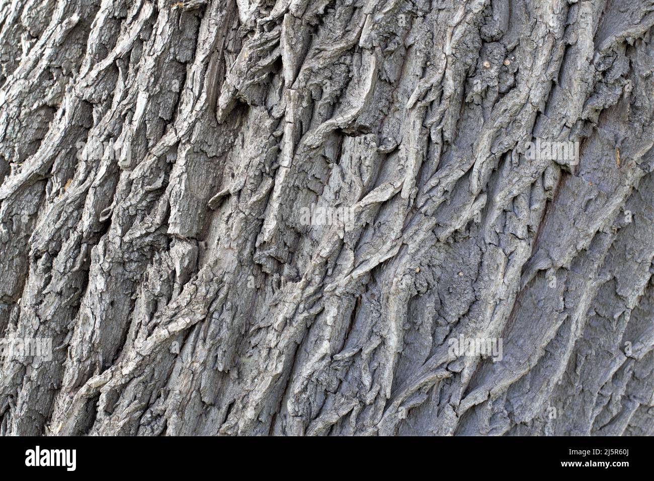Old peeling wallpaper background hi-res stock photography and images ... Old peeling wallpaper background hi-res stock photography and images ...