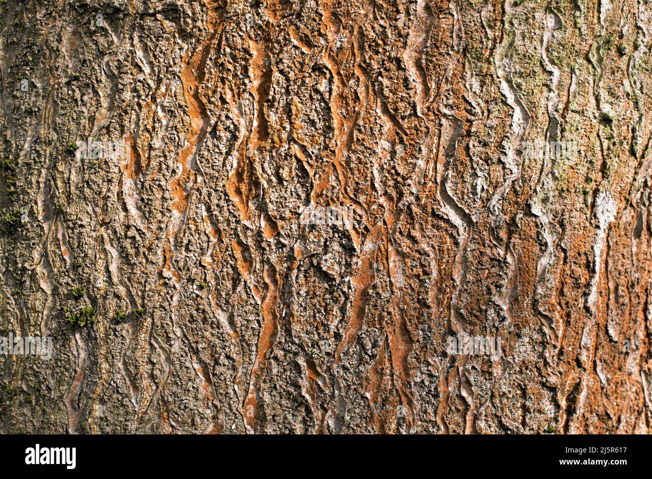 old textured tree peeling rind background Stock Photo - Alamy