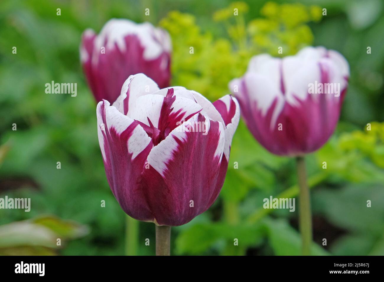 Favorite bulb flowers hi-res stock photography and images - Alamy