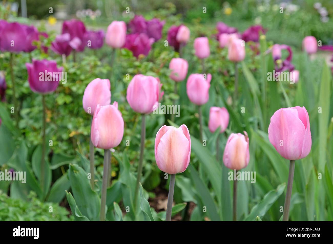Pink triumph tulips in flower Stock Photo - Alamy
