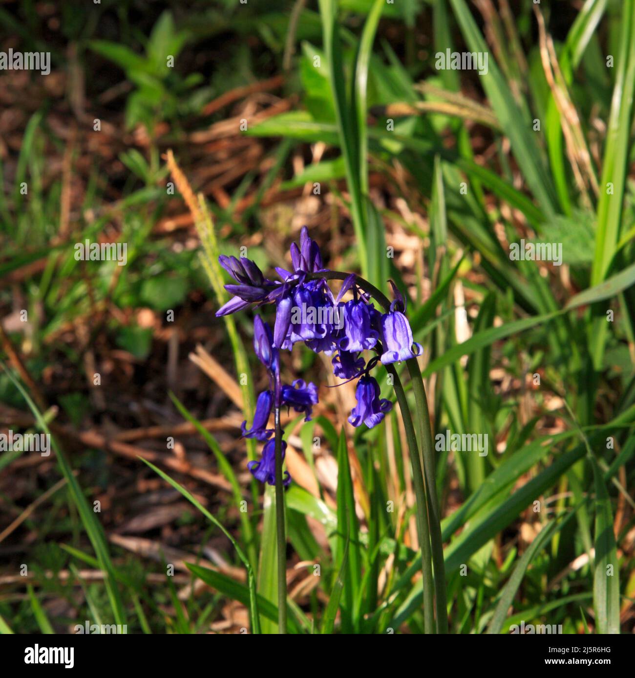 A close-up of the flowers of the Bluebell, Hyacinthoides non-scripta ...