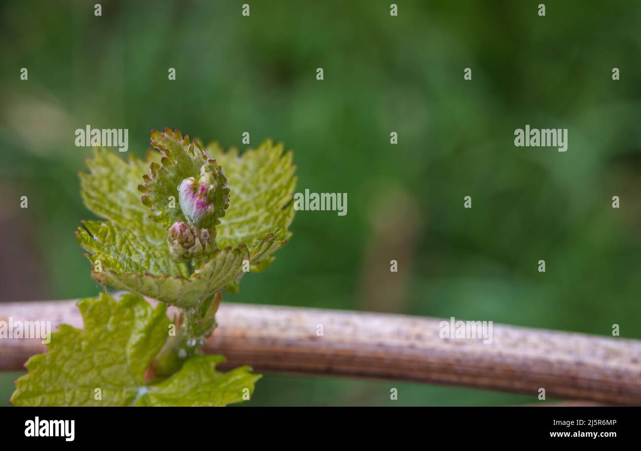 Close-up of developing inflorescences on grapevine (vitis vinifera) in ...