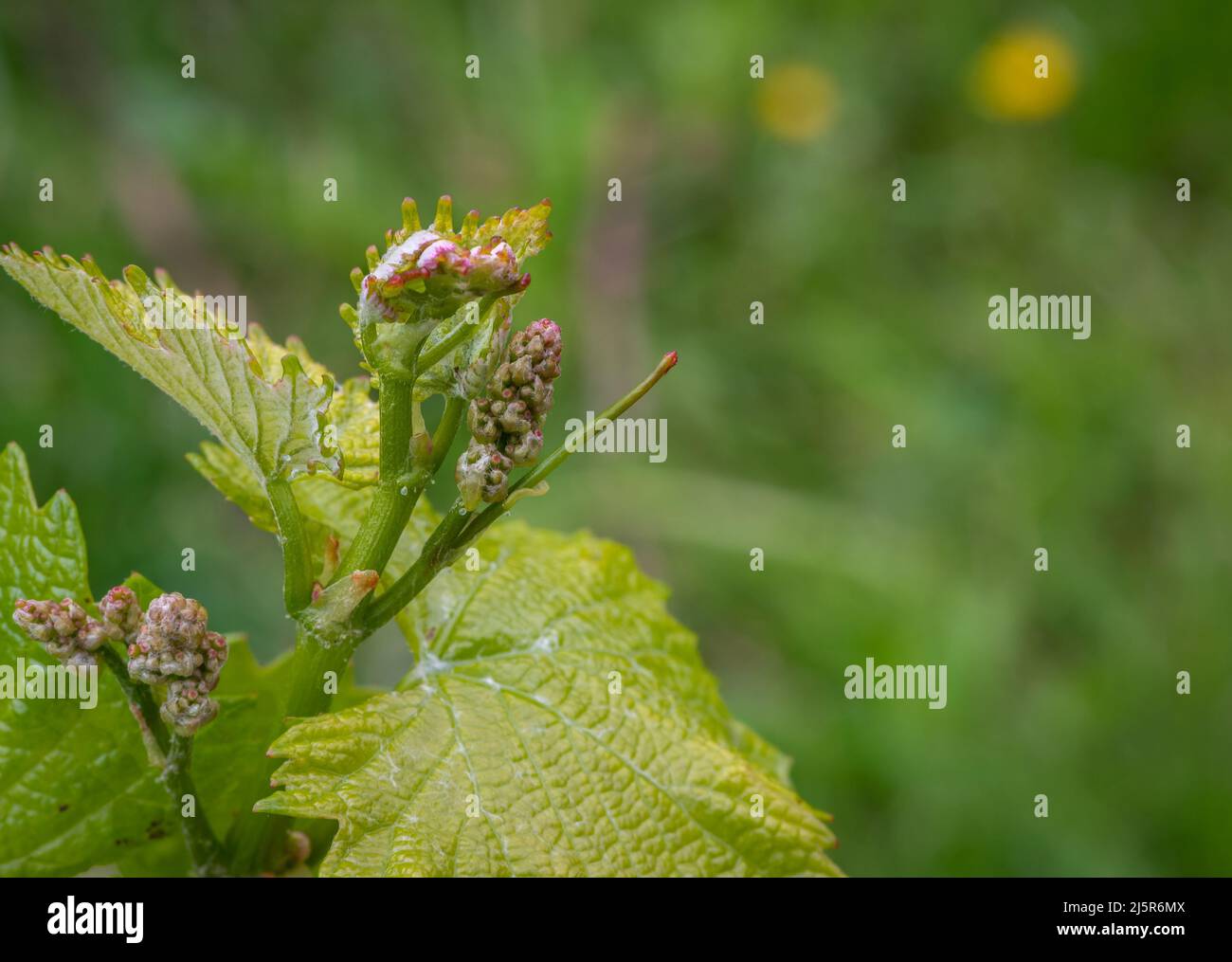 Close-up of developing inflorescences on grapevine (vitis vinifera) in ...