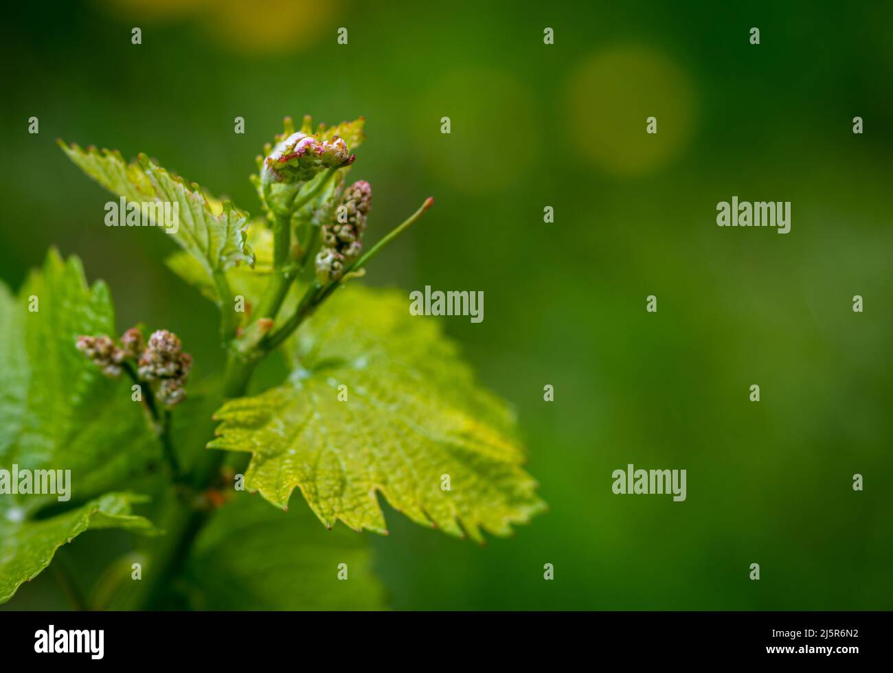 Inflorescences hi-res stock photography and images - Alamy