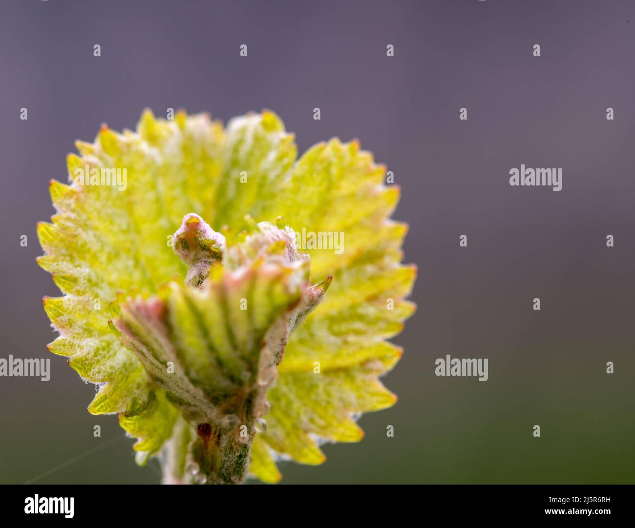 Close-up of developing inflorescences on grapevine (vitis vinifera) in ...
