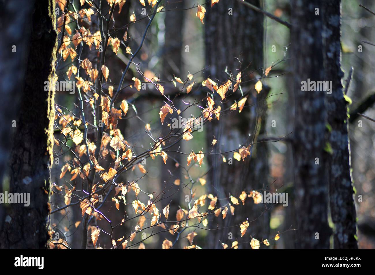Old fall foliage in spring sunshine. Twigs with leaves. Forest trees in ...