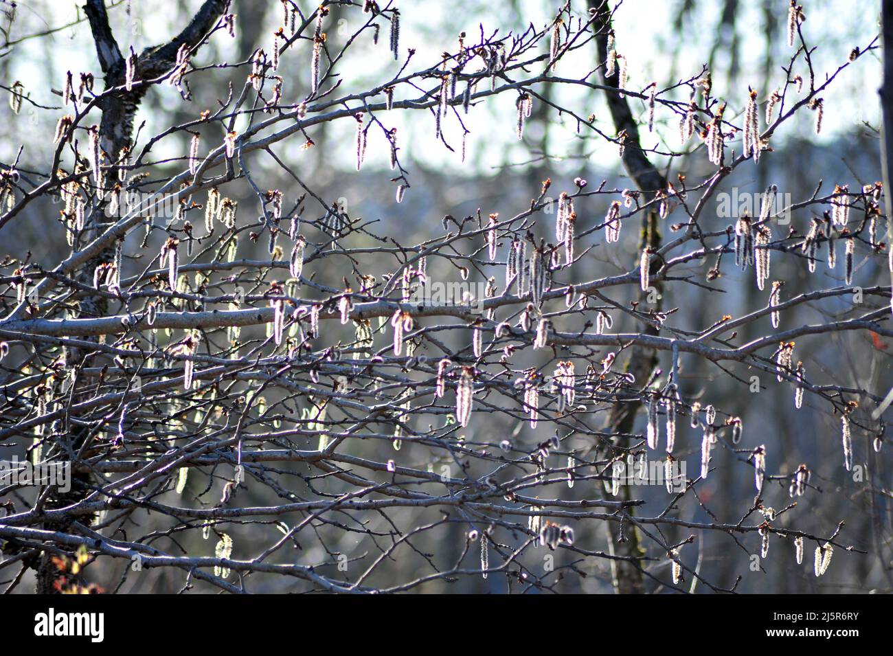 Pattern of spring twigs with catkins Stock Photo - Alamy