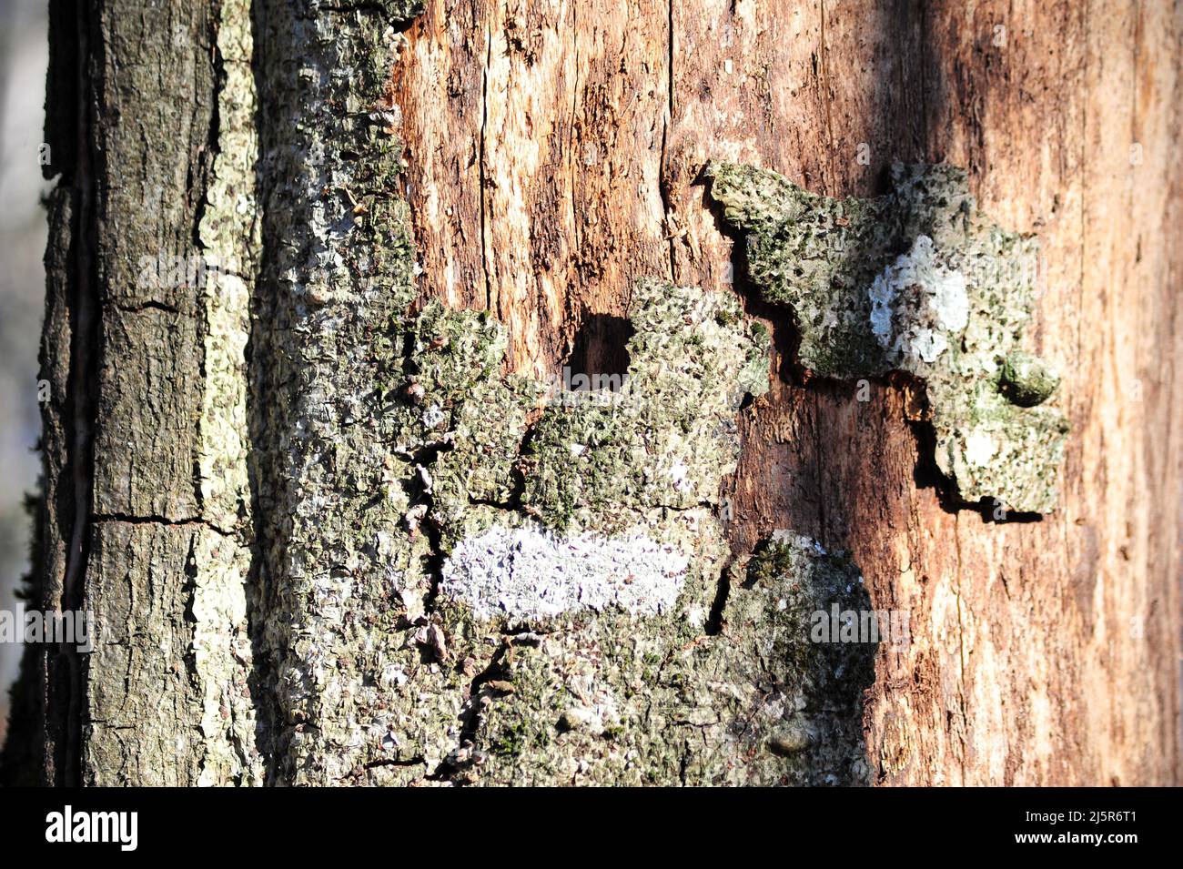 Tree losing bark hi-res stock photography and images - Alamy