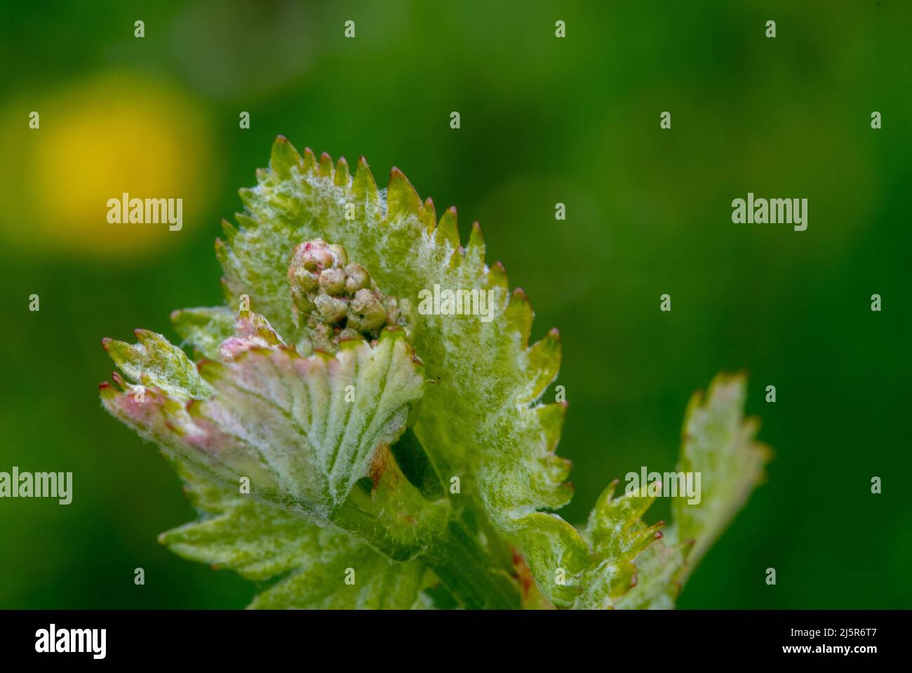 Close-up of developing inflorescences on grapevine (vitis vinifera) in ...