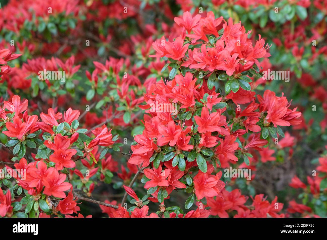 Red Rhododendron ÔRusticaÕ in flower Stock Photo - Alamy