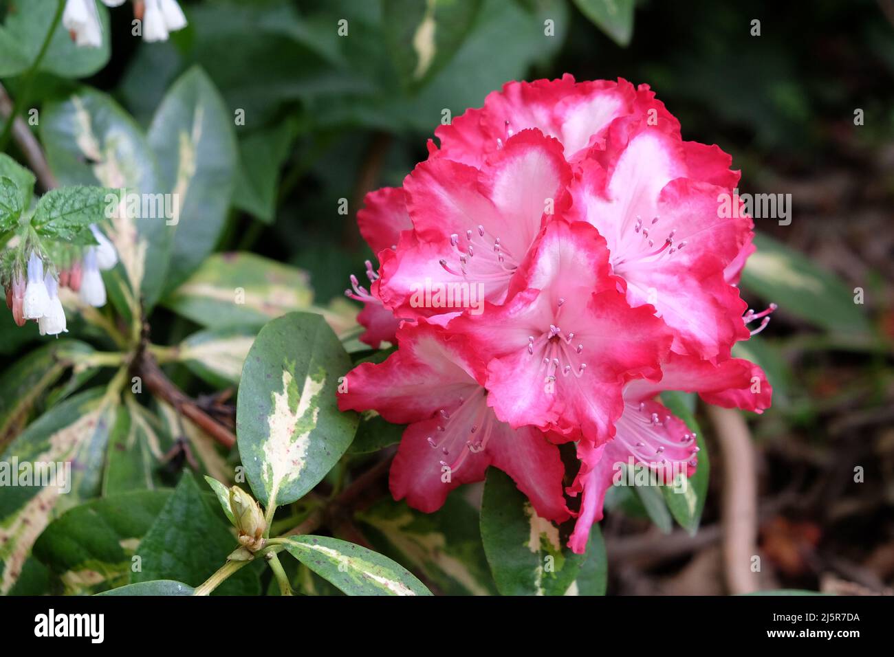 Red and white Rhododendron ÔPresident RooseveltÕ in flower Stock Photo ...