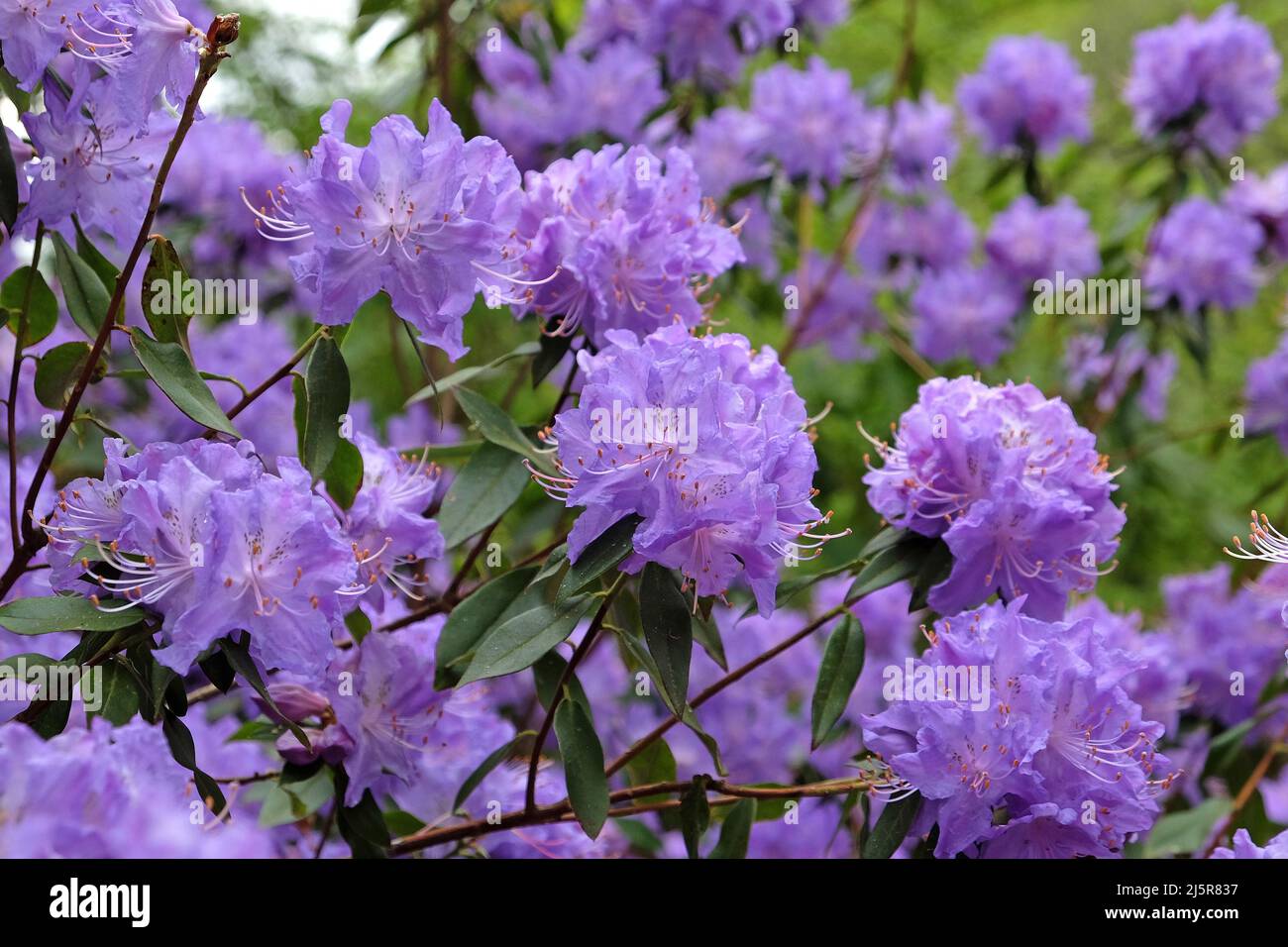 Pretty Blue Rhododendron in flower Stock Photo - Alamy