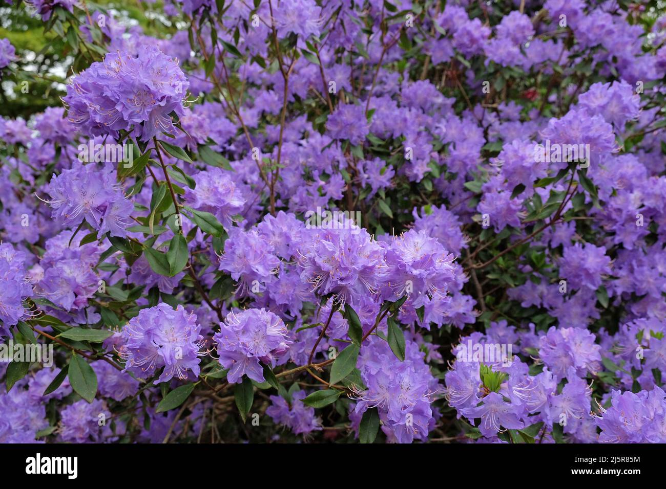 Pretty Blue Rhododendron in flower Stock Photo - Alamy